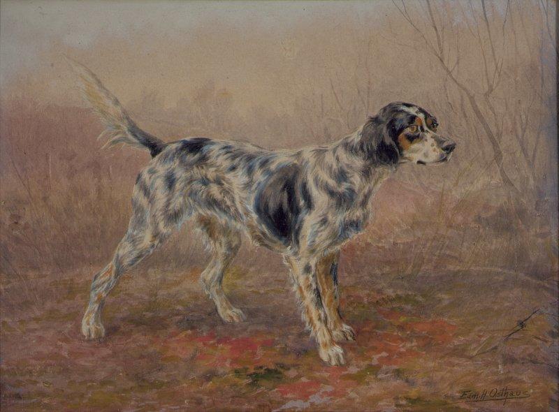 Sioux, 1901 and 1902 National Field Trial Champion English Setter ...