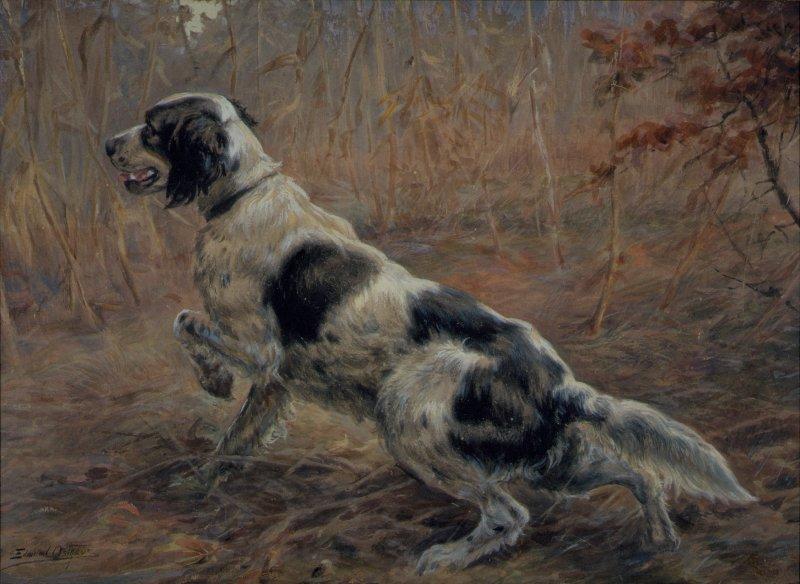 Monora, 1910 National Field Trial Champion English Setter - Hagley ...